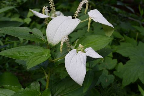 半夏生 あかてん通信