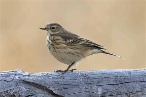 Ml486881581 American Pipit Macaulay Library