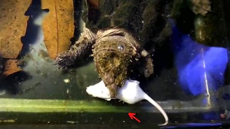 Alligator Snapping Turtle Eats Live White Ratlive Feeding Youtube