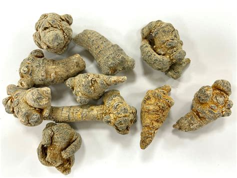 Panax Notoginseng Root Chinese Manufacturer Chinese Herb Sanqi Raw