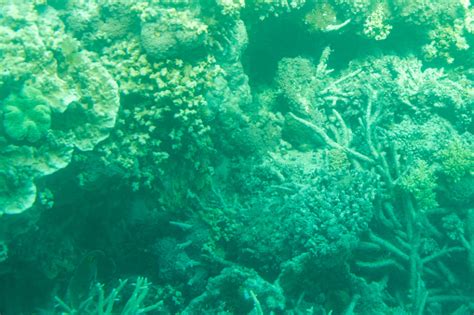 산호와 열대 어류와 그레이트 배리어 리프의 수중 세계 퀸즐랜드 호주 0명에 대한 스톡 사진 및 기타 이미지 0명 그레이트