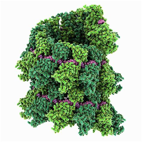 Virus Nucleoprotein Rna Nucleocapsid 1 Photograph By Laguna Design Science Photo Library Pixels