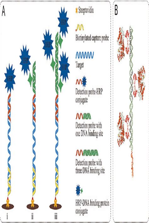 Enzyme Labeling Of Antibodies Doccheck