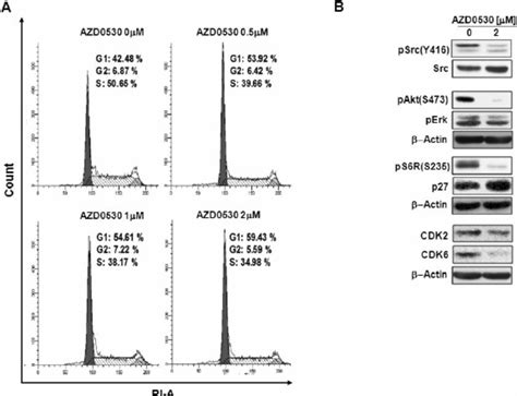 The Role Of Src In Cell Cycle Regulation Download Scientific Diagram