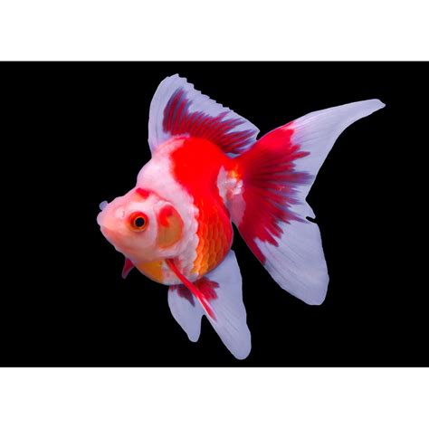 Ryukin Assorted Buy Aquarium Fish