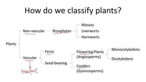 Plant Classification Video Biology CK 12 Foundation