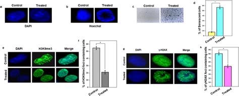 Nuclear Morphology Analysis Through A Dapi Staining And B Hoechst