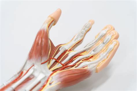 28 Facts About Hand Anatomy
