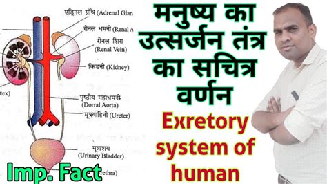 मनुष्य का उत्सर्जन तन्त्र का सचित्र वर्णन Human Excretory System General Science Class 10