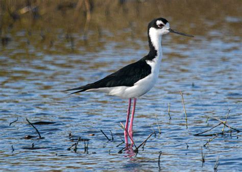 In An Anti Predator Behavior Called Save Our Seabirds