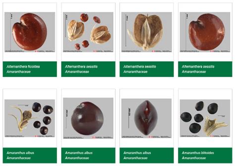 Leadership And Innovation In Seed Identification