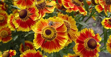 Helenium Biedermeier Op Vasteplantbe