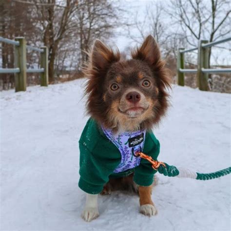 Long Haired Chihuahua Care Guide Grooming And Training Fitwarm