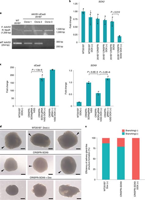 Modelling Sox9 Mediated Salivary Gland Development In Organoid