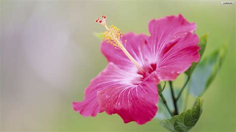 Flowers Wallpaper 64 Images