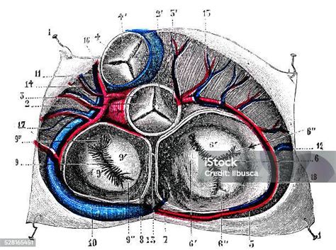 앤틱형 디스트리토 과학적이다 일러스트 고해상도 Ventricle 섹션 0명에 대한 스톡 벡터 아트 및 기타 이미지 0명