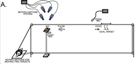 Action Enhances Acoustic Cues For 3 D Target Localization By