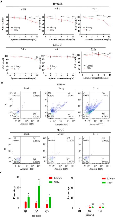 S11e Promotes Apoptosis Of Fibrosarcoma Cells A Ht1080 And Mrc 5