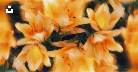 꽃병에 있는 꽃 한 무리 사진 Unsplash의 무료 배경 이미지