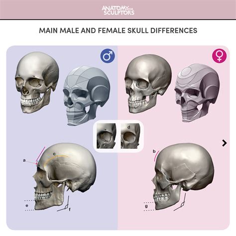 Artstation Male And Female Skull Main Differences