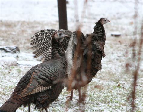 Vickie Henderson Art Wild Turkey Bare Feet And Snow Flakes