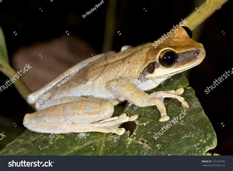 Стоковая фотография 127123745 Flat Headed Bromeliad Treefrog Osteocephalus Planiceps Shutterstock