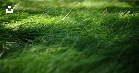 흐릿한 배경이 있는 푸른 잔디의 클로즈업 사진 Unsplash의 무료 숲 이미지