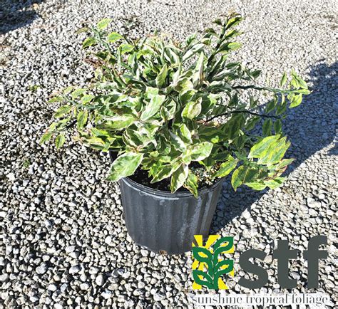 Euphorbia Pedilanthus Sunshine Tropical Foliage Home Of The