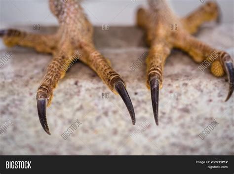 Sharp Owl Claws High Image And Photo Free Trial Bigstock