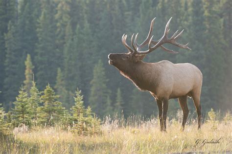 Monster Bull Elk Wallpaper Wallpapersafari