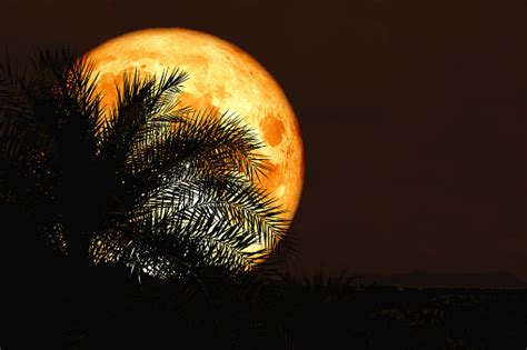고 대 야 자 나무 밤 하늘에서 슈퍼 전체 혈액 달 후면 실루엣 가득 찬에 대한 스톡 사진 및 기타 이미지 가득 찬 고대의