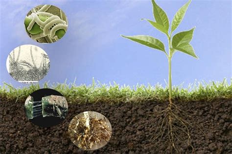 Vai Trò Của Vi Sinh Vật đối Với đất Trồng Trong Nông Nghiệp