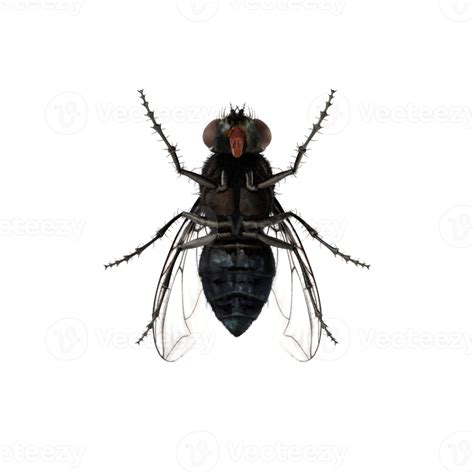 Fly Insect Isolated 25138544 Png