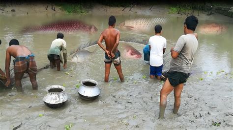Traditional Village Fishing Amazing Fish Hunting Wild Style Fishing In Village Net Fishing YouTube