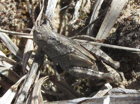 Arphia Conspersa Bugguidenet