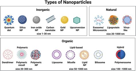 Frontiers Nanoparticles Targeting Hematopoietic Stem And Progenitor Cells Multimodal Carriers