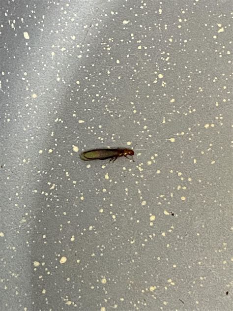 Found In My Cats Mouth In The Bathroom Rwhatsthisbug
