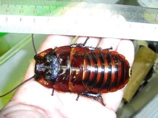 巨大Aeluropoda insignis ねずみ害虫シロアリ駆除ならシーアイシー