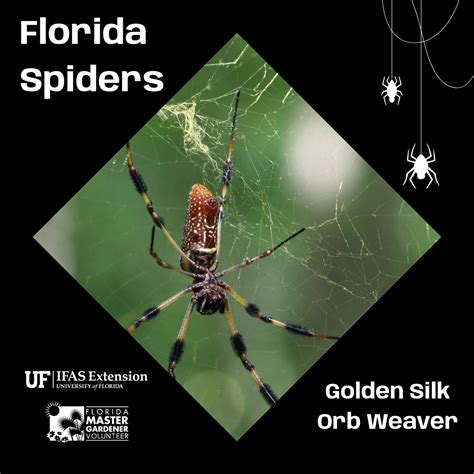 Uf Ifas Extension Uf Ifas Extension Hernando County