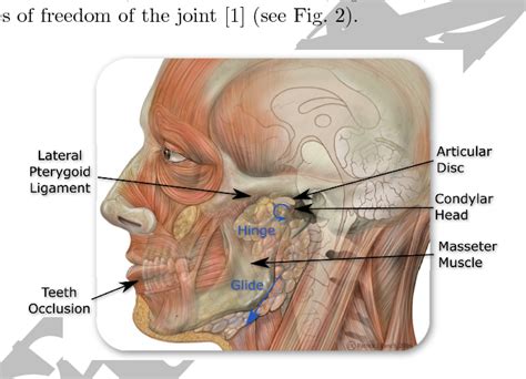 Figure 2 From Genetic Algorithms For Skull Face Overlay Including