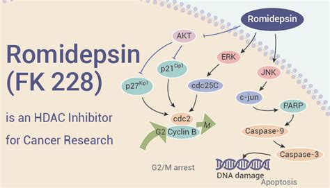Romidepsin Fk 228 Is An Hdac Inhibitor For Cancer Research Network