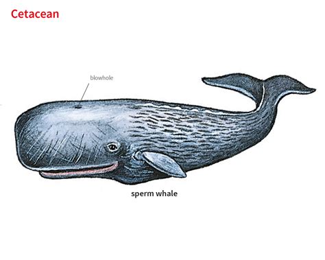 Blowhole Noun Definition Pictures Pronunciation And Usage Notes