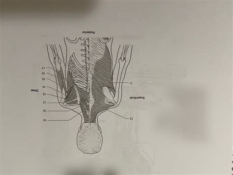 Anatomy Lab Diagram Quizlet