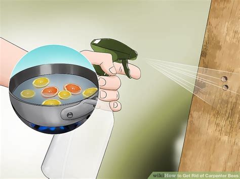 Ways To Get Rid Of Carpenter Bees WikiHow