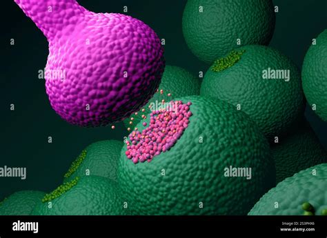 Postsynaptic Neuron Receptors Dendrite Receive Emitted Neurotransmitters From Presynaptic