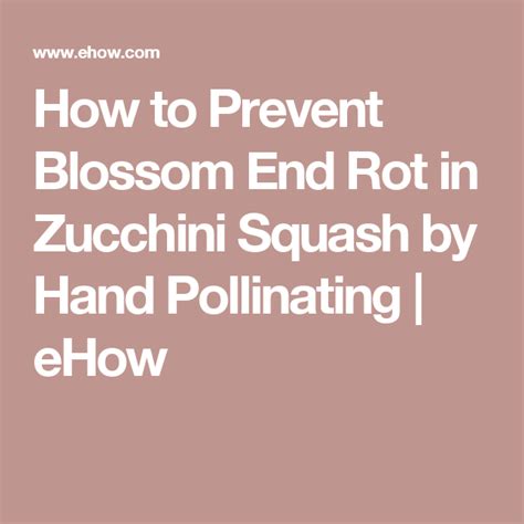How To Prevent Blossom End Rot In Zucchini Squash By Hand Pollinating
