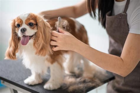 How To Choose A Great Dog Groomer