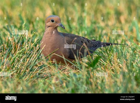 Mourning Dove Zenaida Macroura Marginella In Backyard Grass Morning