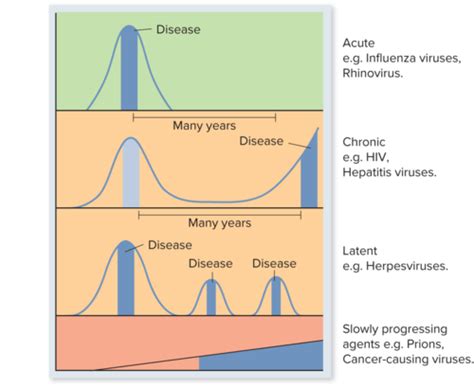 Bio Ii Exam 2 Review Flashcards Quizlet