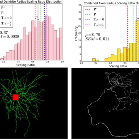 Comparison Of Dendrite And Axon Radius Scaling Ratio Distributions